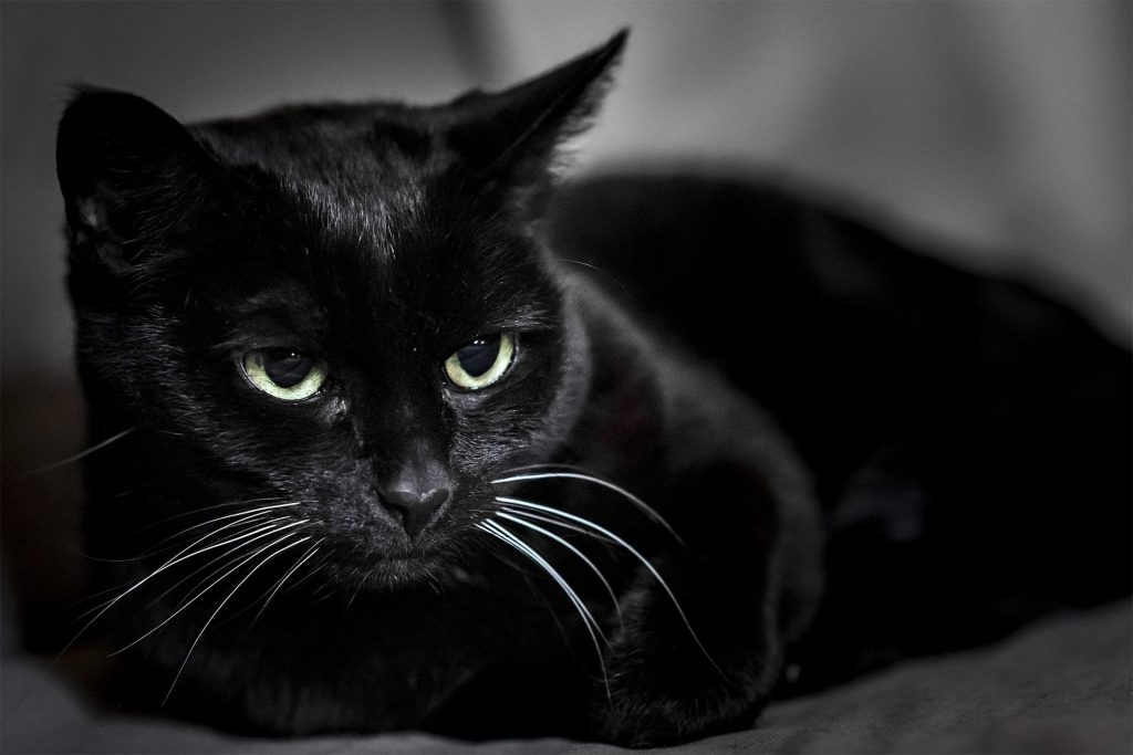 Black Cat Mystery: Can It Really Raise the Dead? The Truth Behind the ...